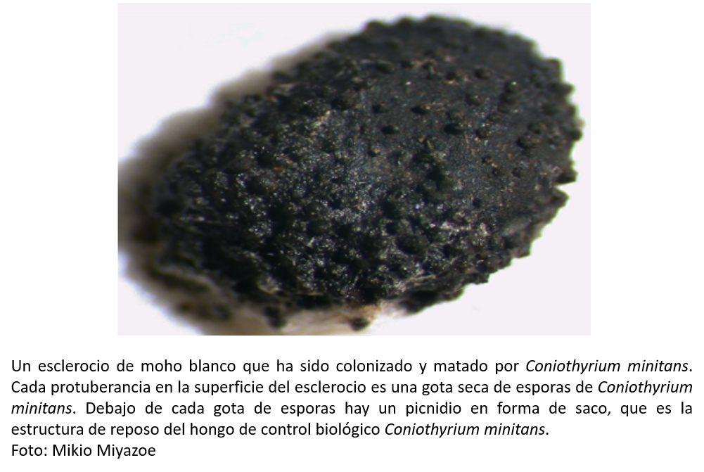 Hoja de Información: Coniothyrium minitans – Quimcasa de México