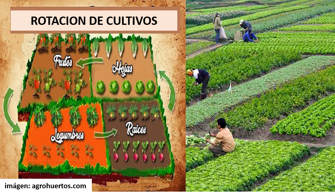 Plan De Rotación De Cultivos De Hortalizas