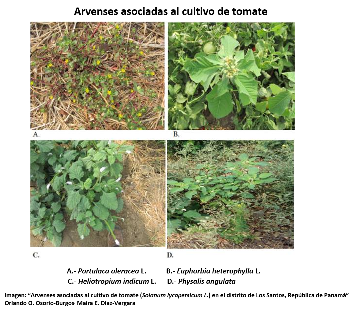 LAS PLANTAS ARVENSES: MÁS QUE HIERBAS DEL CAMPO – Quimcasa de México