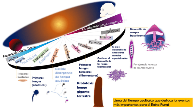 Diagrama Del Reino De Los Hongos Reino De Los Hongos: Diversidad,
