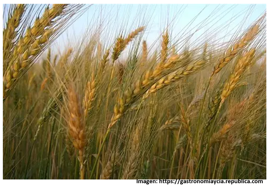 DESARROLLO DE UN SUPER TRIGO PARA SUELOS SALINOS – Quimcasa de México