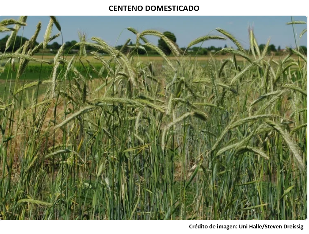 UNA HISTORIA DEL CENTENO. COMO LOS PRIMEROS AGRICULTORES HICERON QUE ...
