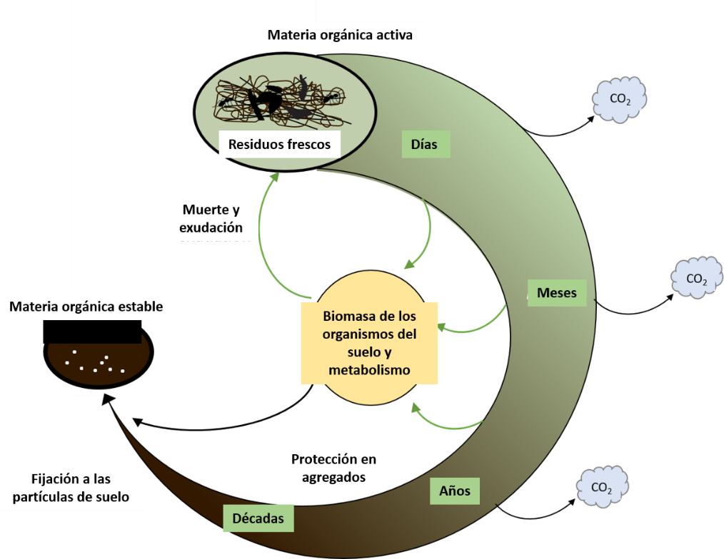 LA MATERIA ORGÁNICA DEL SUELO 2da Parte – Quimcasa de México