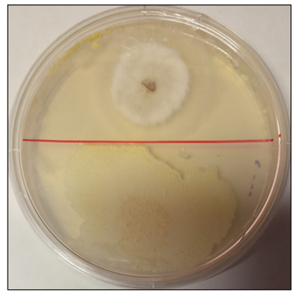 Mejorando la efectividad de Q Bacter y Fungi Q mediante la selecciónde ...