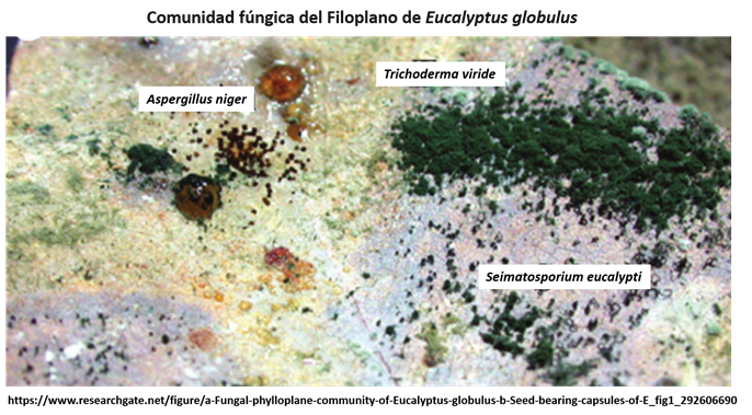 COMO MANEJAR LOS ESTIMULANTES MICROBIANOS – Quimcasa de México