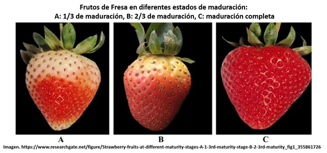RECONSIDERANDO LA MADURACIÓN: EL PAPEL AMPLIADO DEL ETILENO EN EL ...