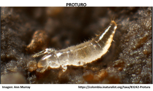 Los proturos son una fuente de alimento para ácaros, arañas y ...